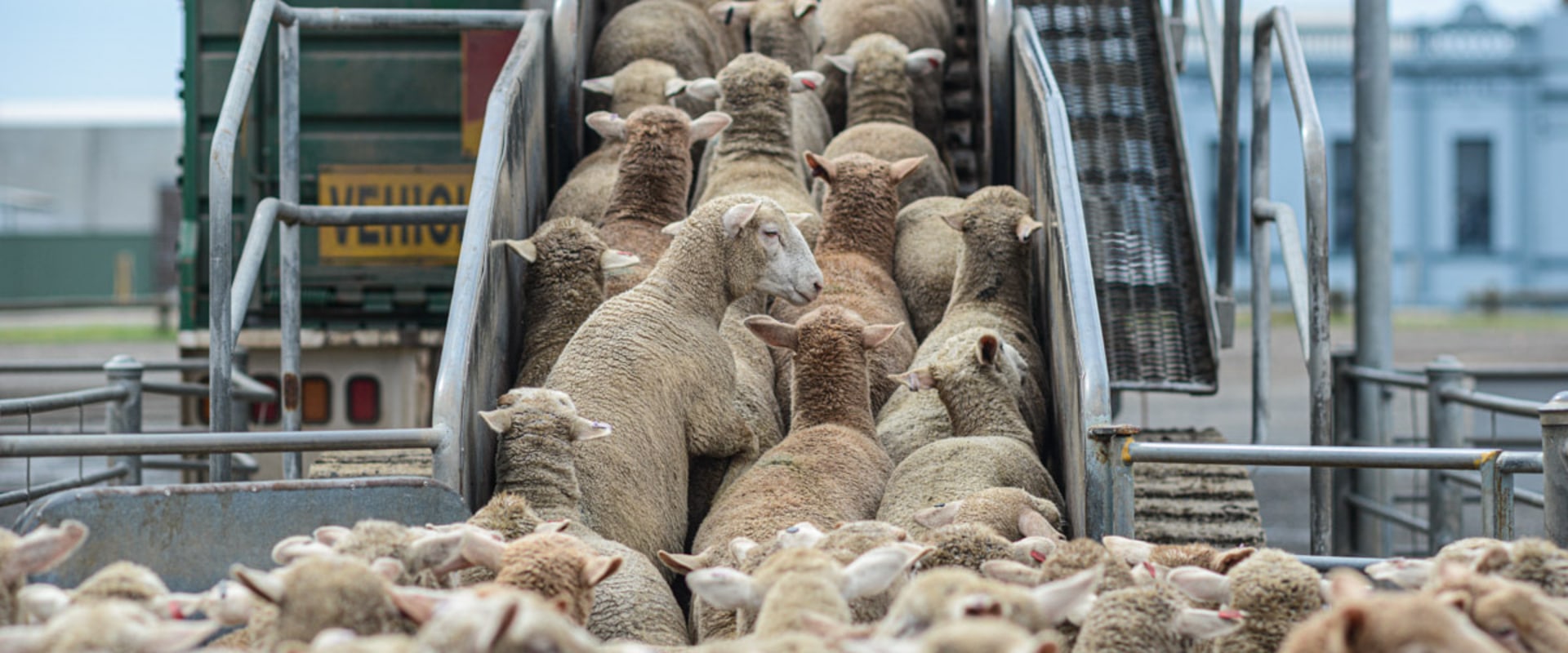 How do you ship live animals?